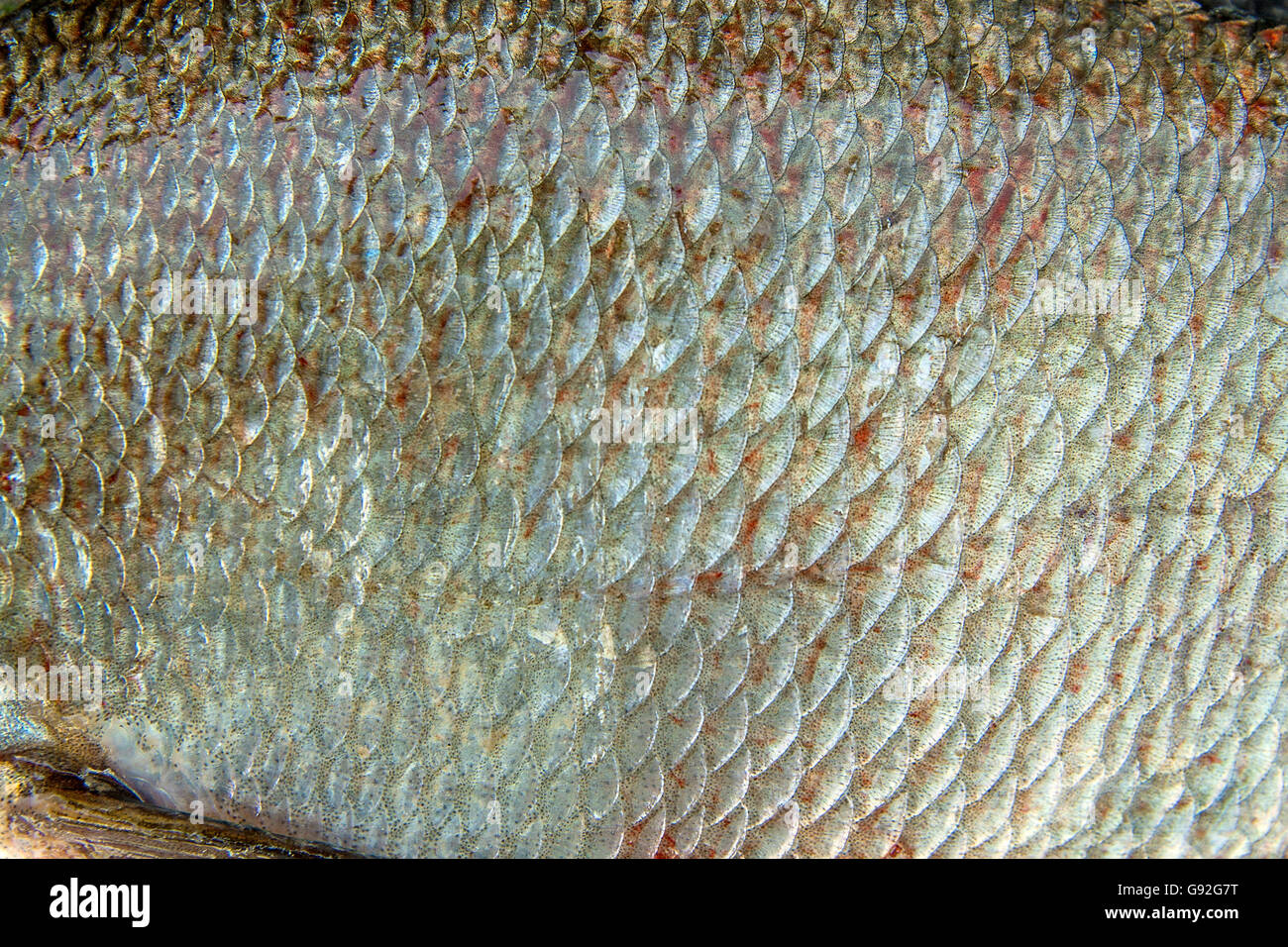 Close up view of the freshwater common bream fish just taken from the ...