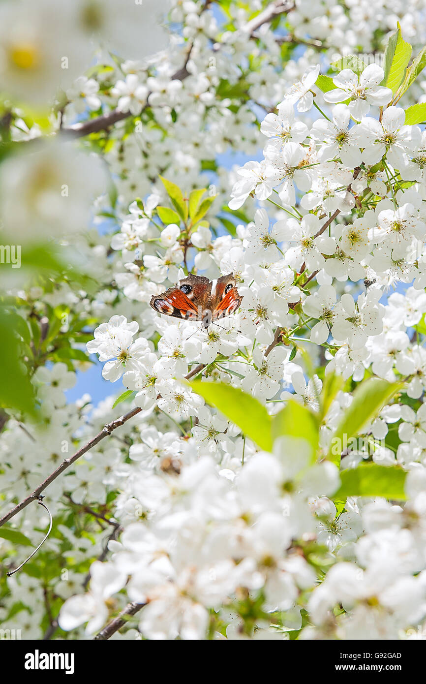 Beautiful flowering cherry trees. Peacock butterfly on cherry blossom ...