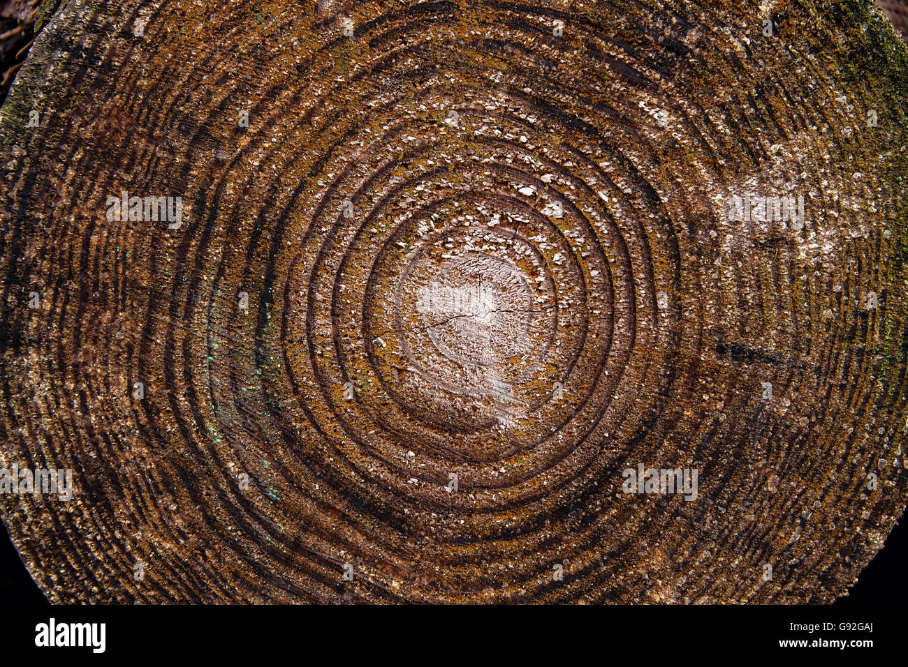 Close up view of cross section of tree trunk showing growth rings ...