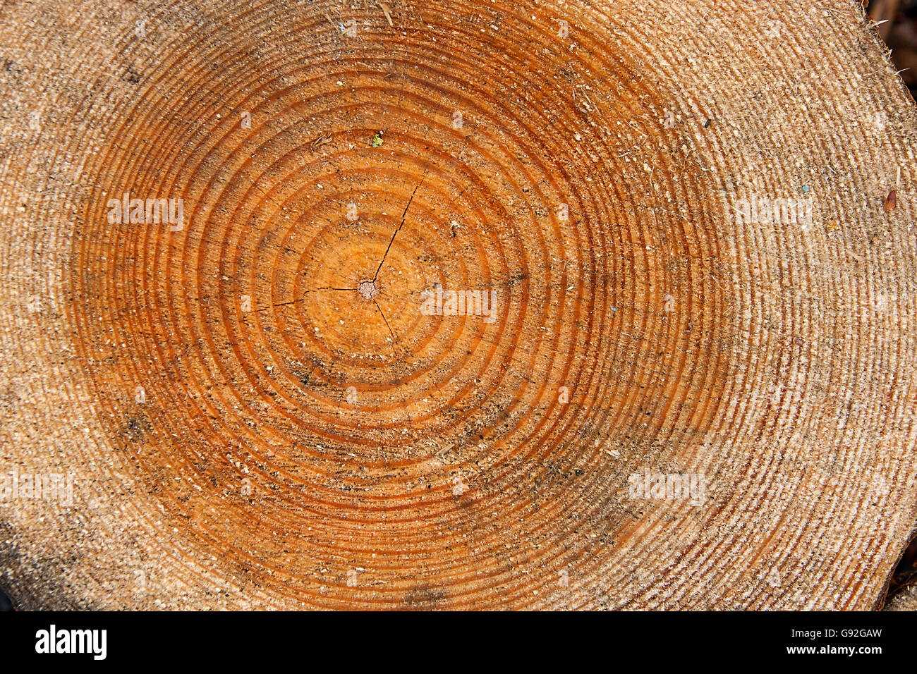 Close up view of cross section of tree trunk showing growth rings ...