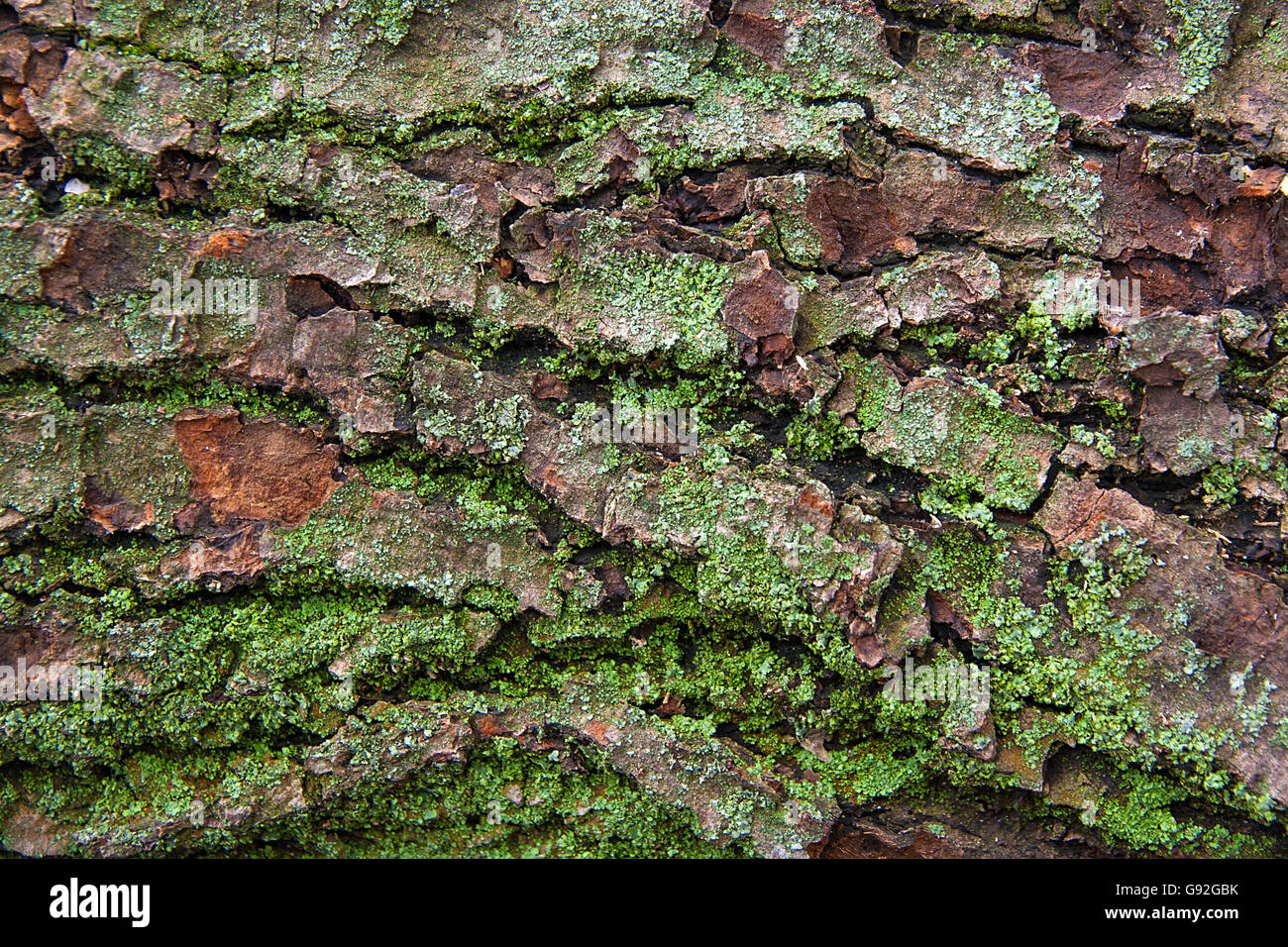 Close up view of brown tree bark with moss and fungus for background ...