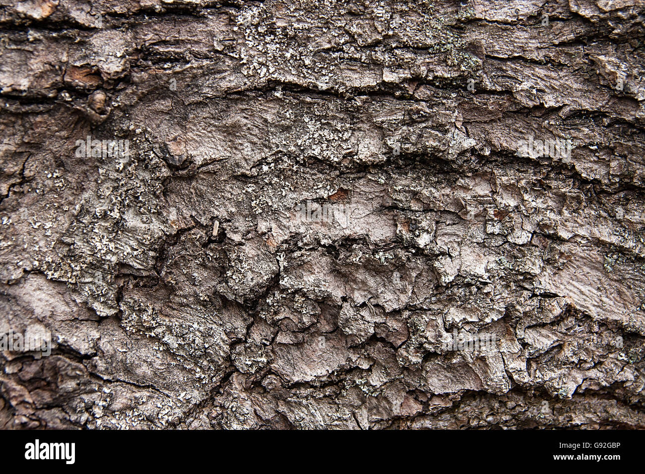 Close up view of brown tree bark for background texture. The surface of ...