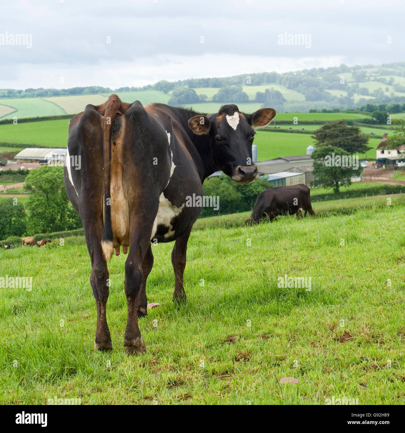 Cow back view hi-res stock photography and images - Alamy
