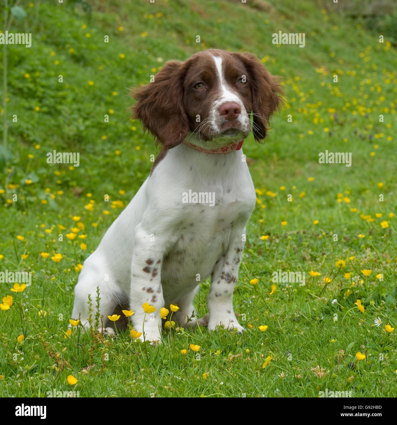 English springer spaniel puppy hi-res stock photography and images - Alamy