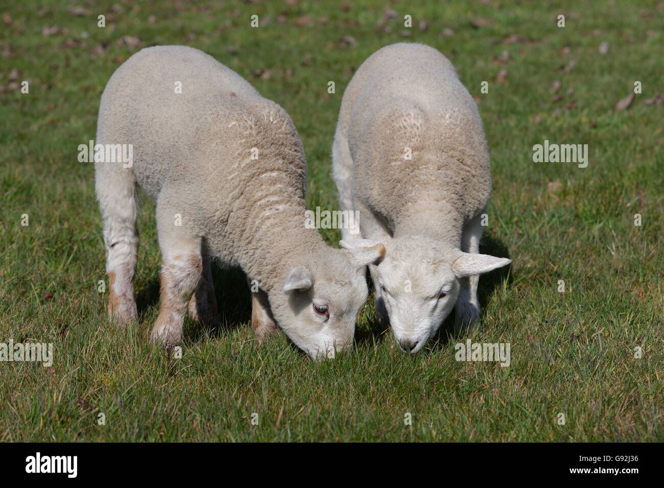 Texel Sheep, Lower Rhine, North Rhine-Westphalia, Germany Stock Photo ...