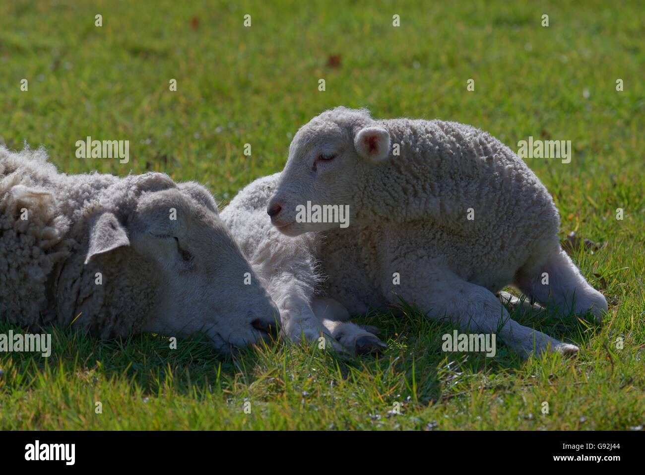 Texel Sheep, Lower Rhine, North Rhine-Westphalia, Germany Stock Photo ...