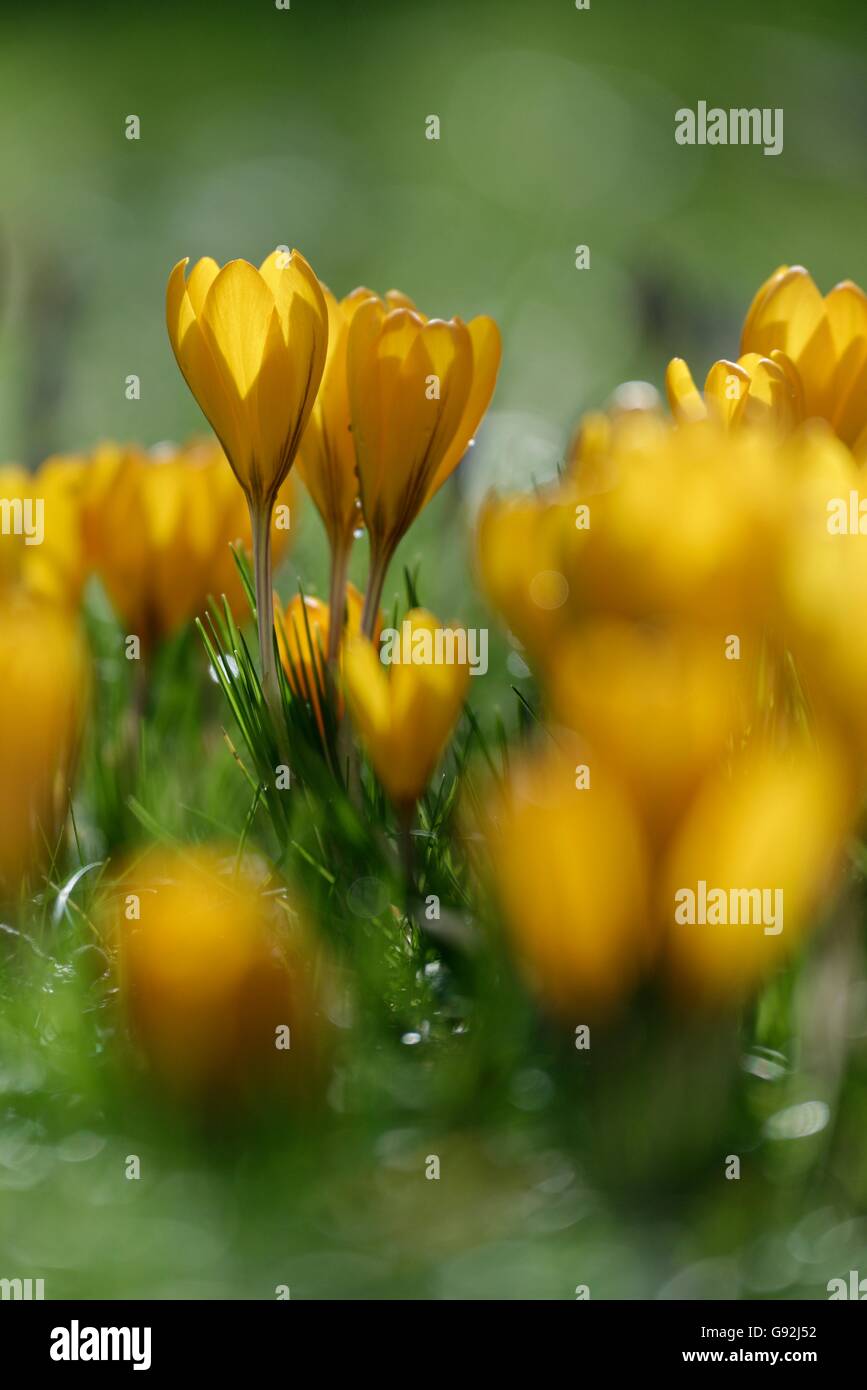 dutch yellow crocus, (Crocus flavus Stock Photo - Alamy