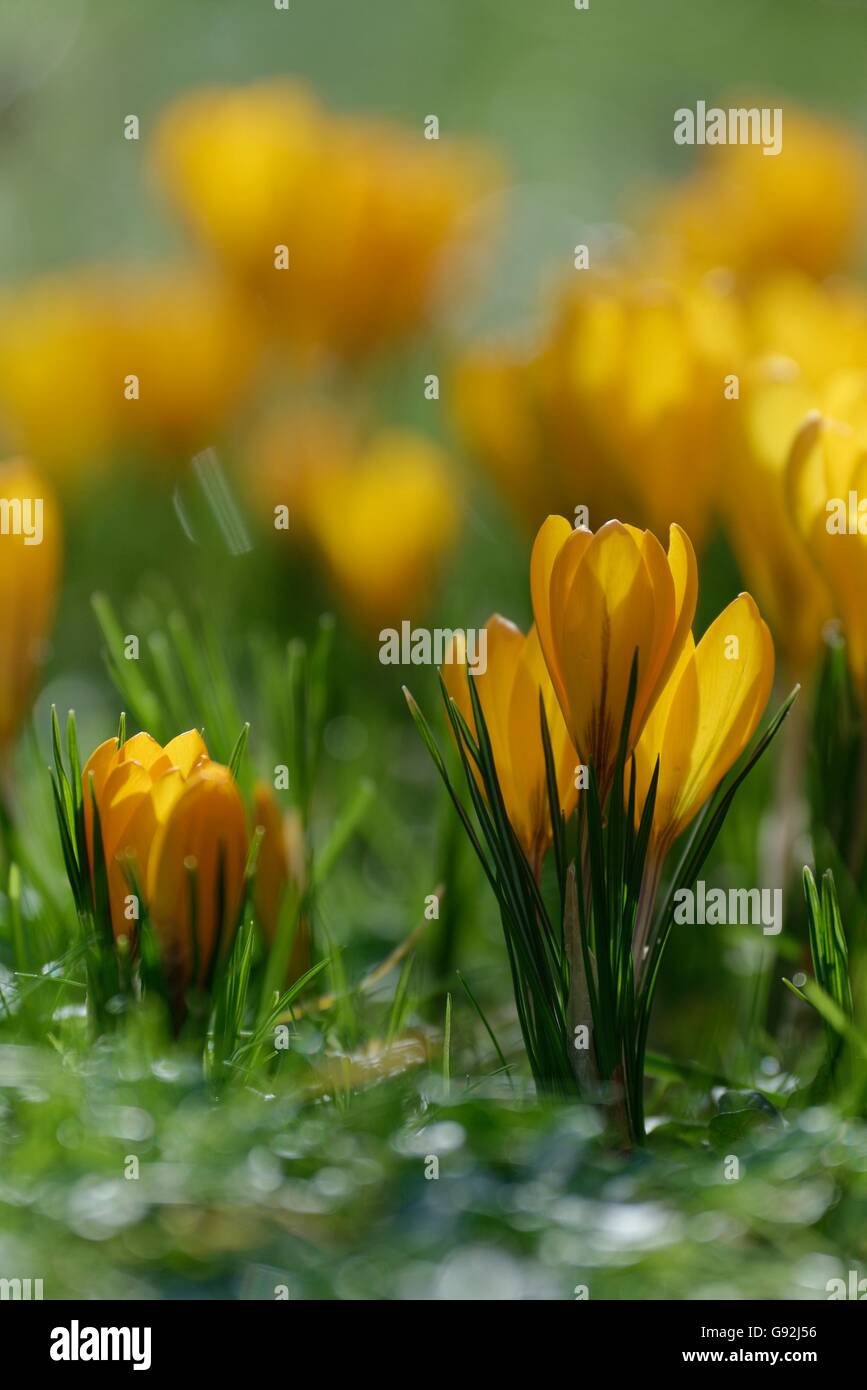 dutch yellow crocus, (Crocus flavus Stock Photo - Alamy