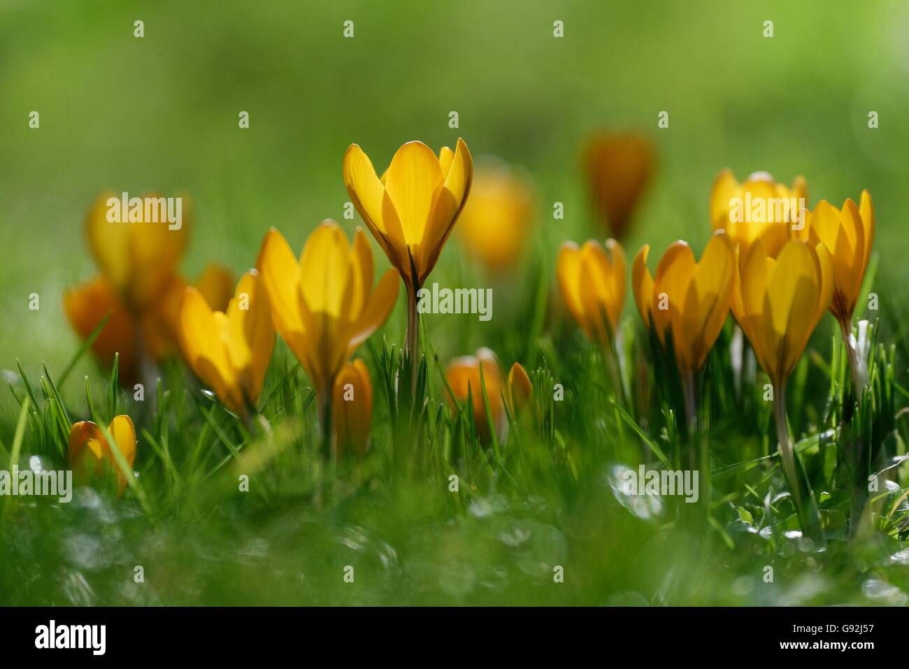 Crocus aureus hi-res stock photography and images - Alamy