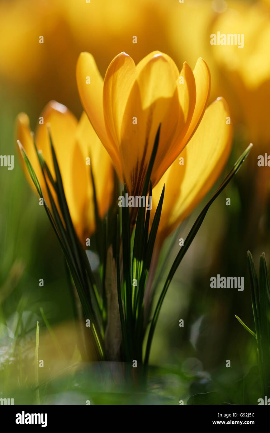 dutch yellow crocus, (Crocus flavus Stock Photo - Alamy