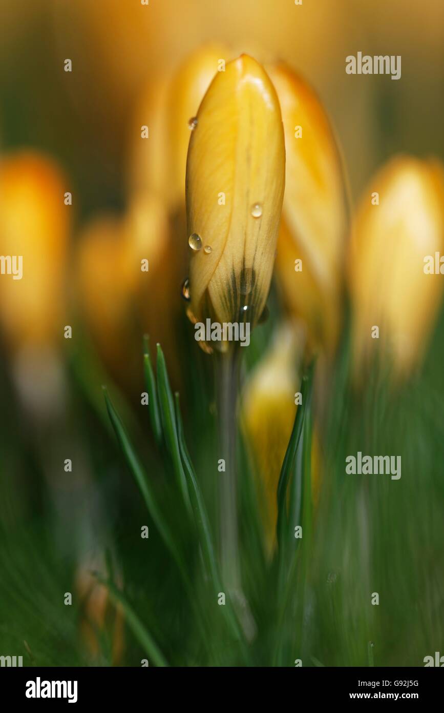 dutch yellow crocus, (Crocus flavus Stock Photo - Alamy