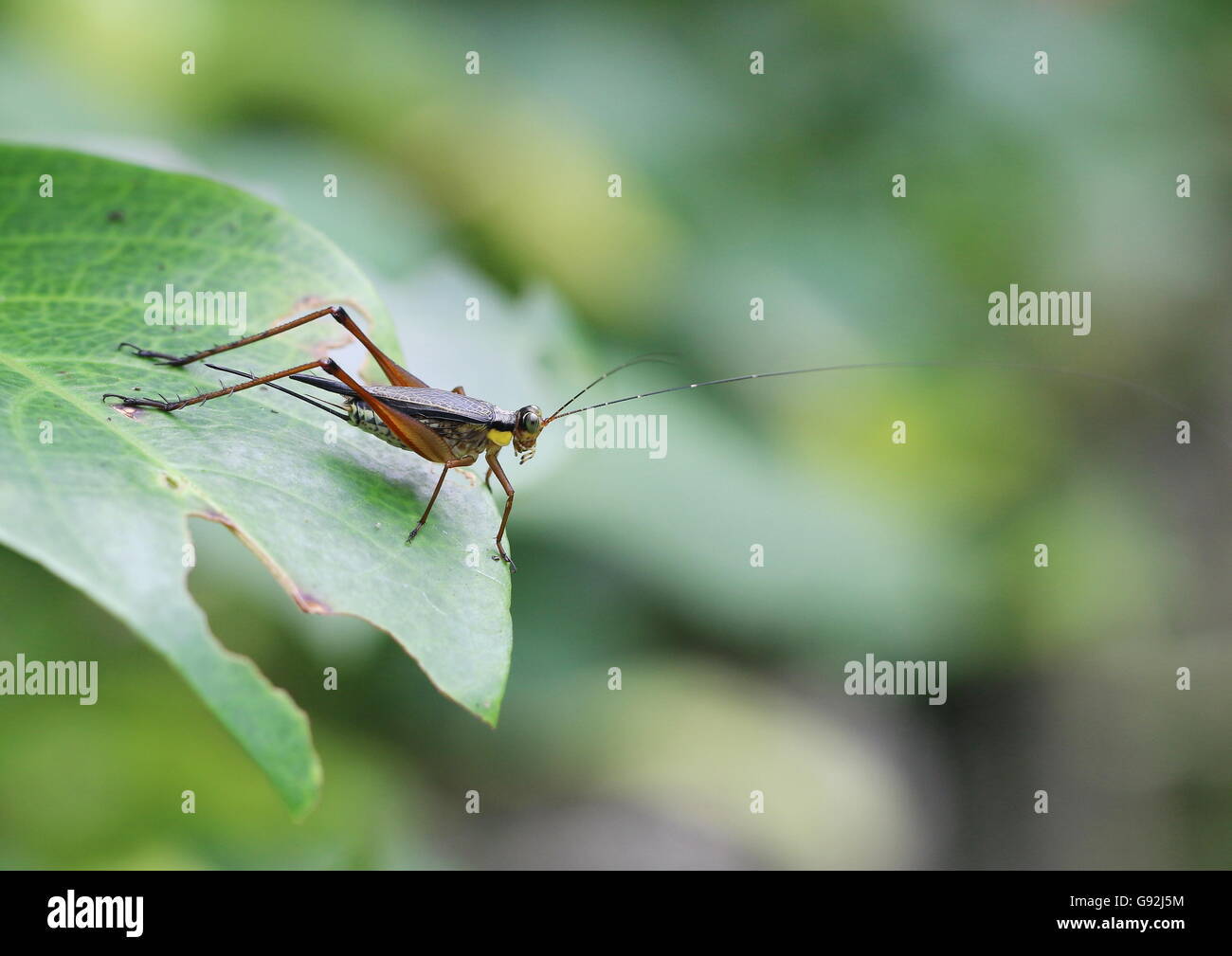 Colorful grasshopper - yellow, green, brown Stock Photo - Alamy