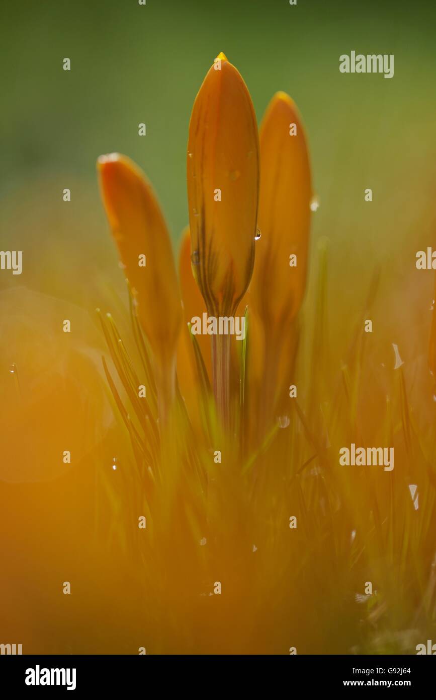 dutch yellow crocus, (Crocus flavus Stock Photo - Alamy