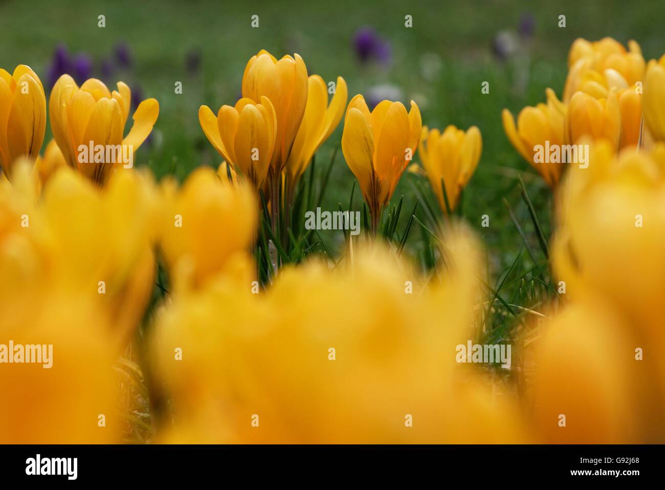 dutch yellow crocus, (Crocus flavus Stock Photo - Alamy