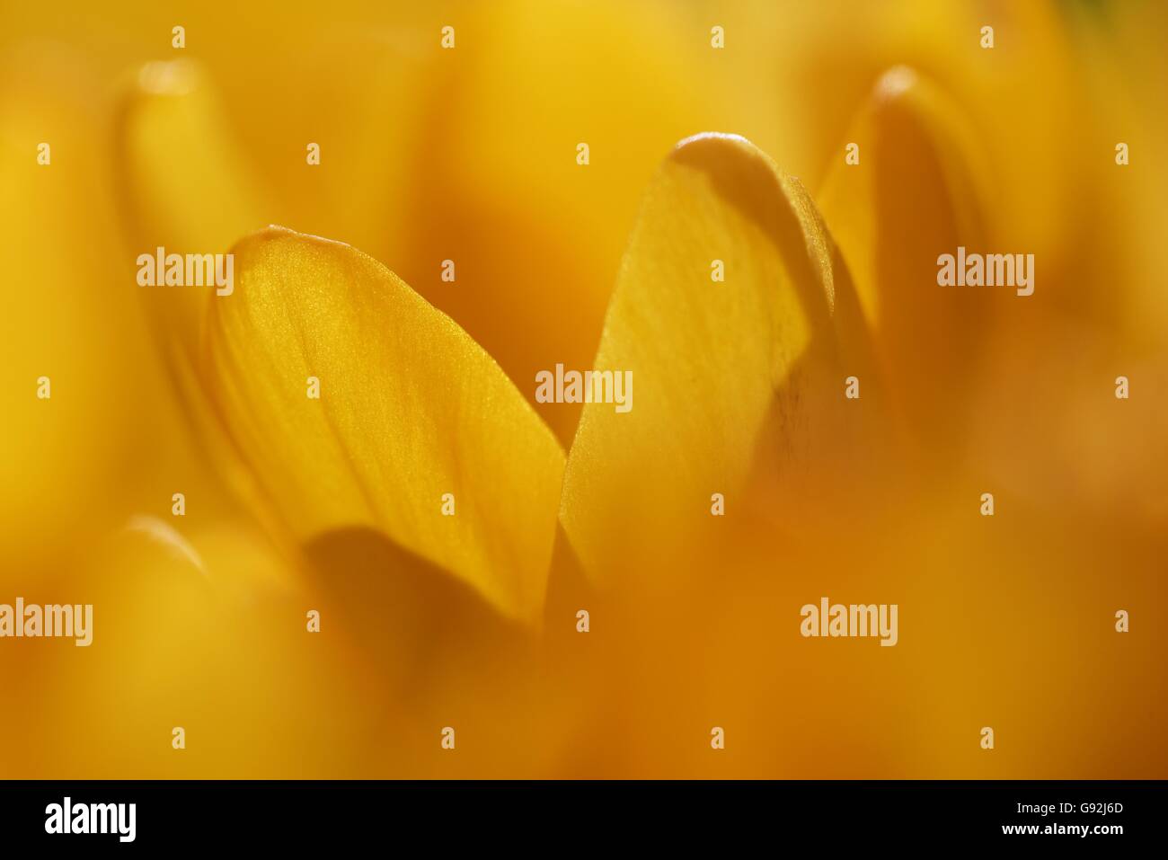 dutch yellow crocus, (Crocus flavus Stock Photo - Alamy