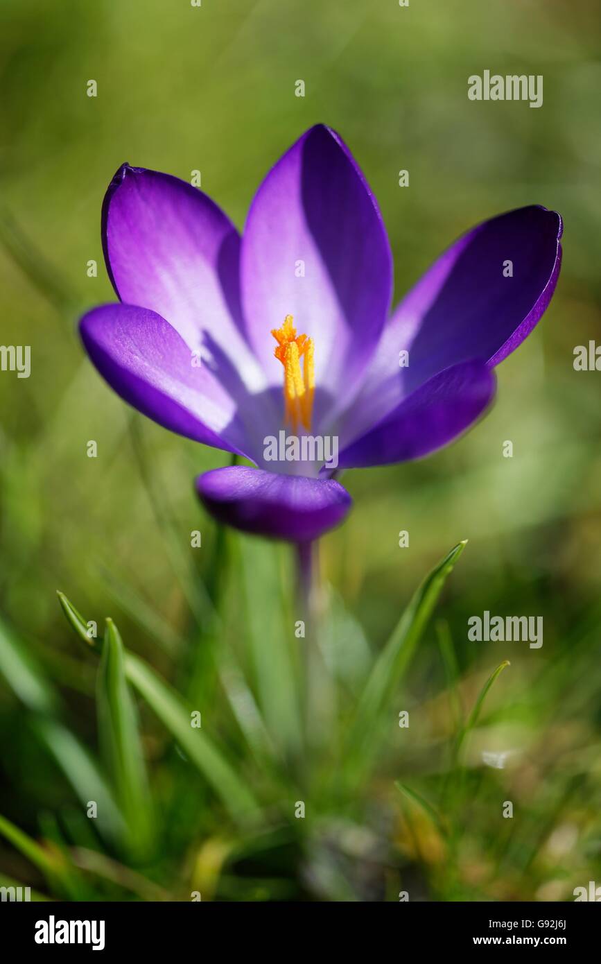 woodland crocus (Crocus tommasinianus Stock Photo - Alamy