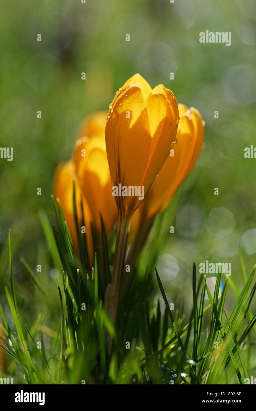 Crocus aureus hi-res stock photography and images - Alamy