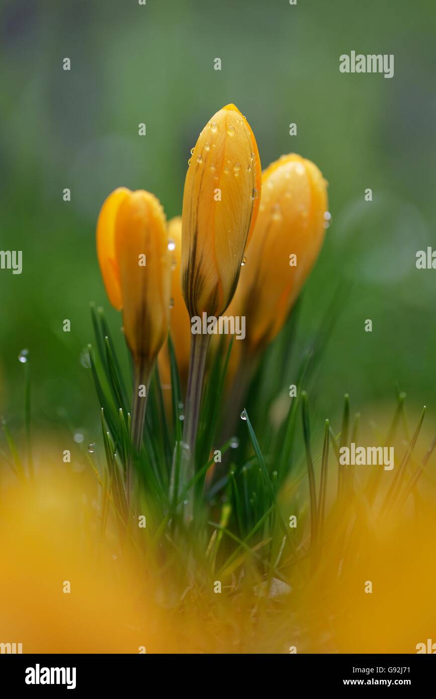 dutch yellow crocus, (Crocus flavus Stock Photo - Alamy