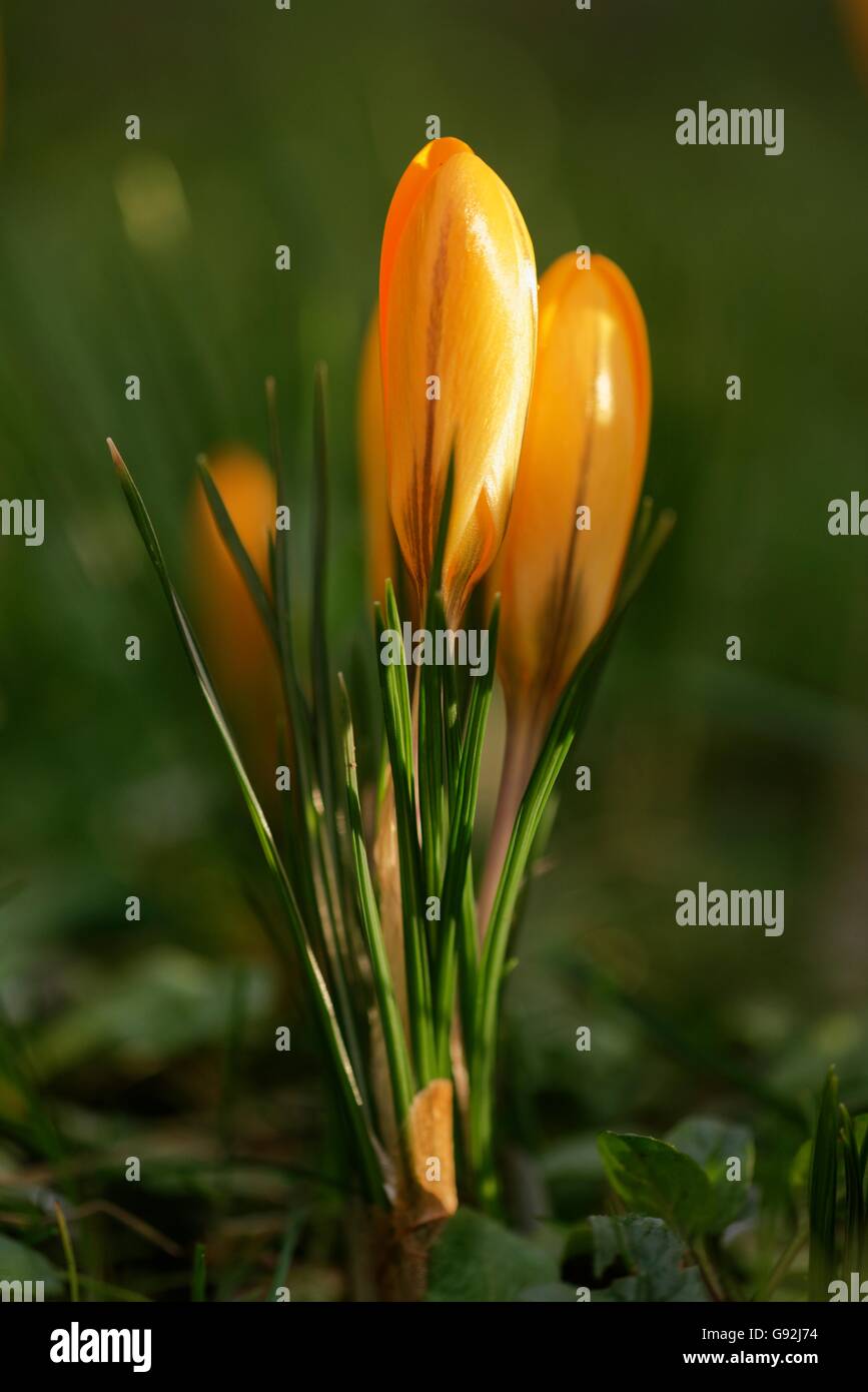 dutch yellow crocus, (Crocus flavus Stock Photo - Alamy