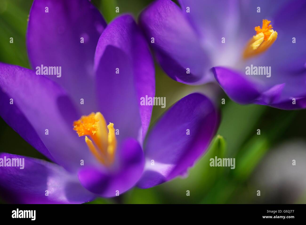 woodland crocus (Crocus tommasinianus Stock Photo - Alamy