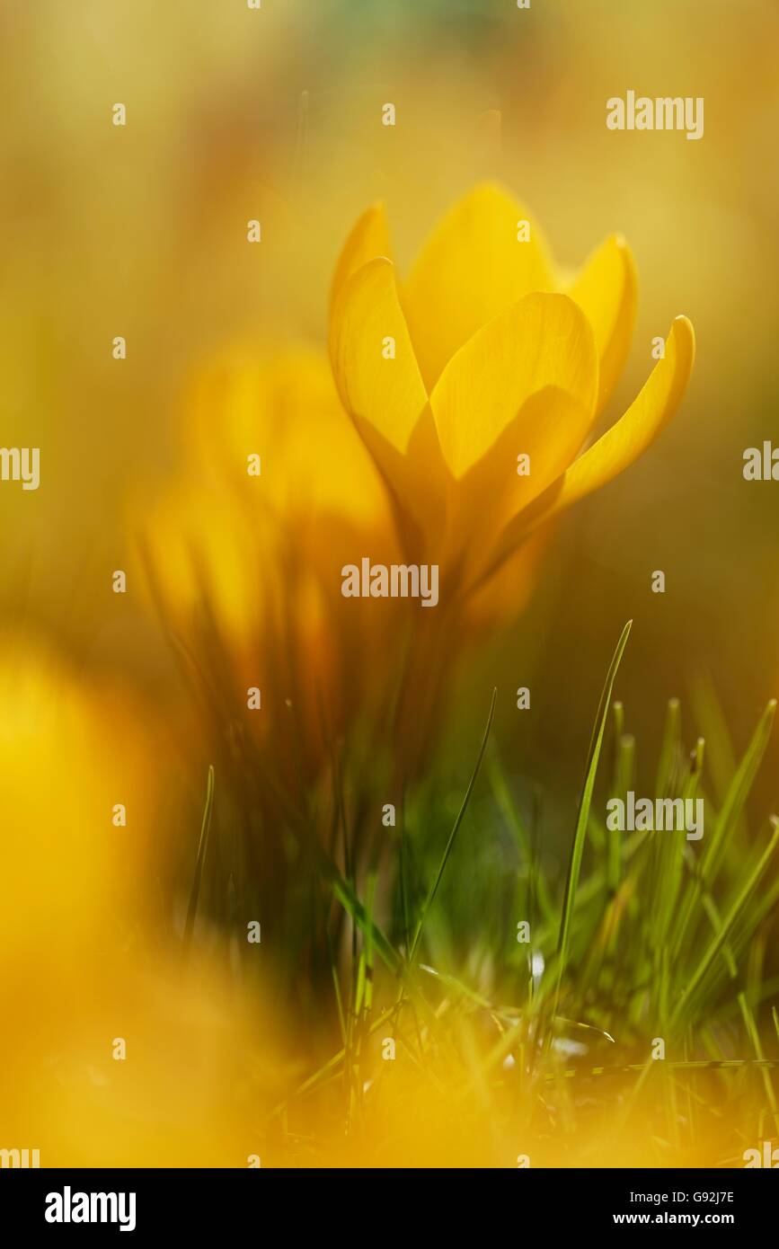 dutch yellow crocus, (Crocus flavus Stock Photo - Alamy