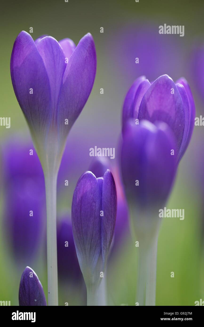woodland crocus (Crocus tommasinianus Stock Photo - Alamy