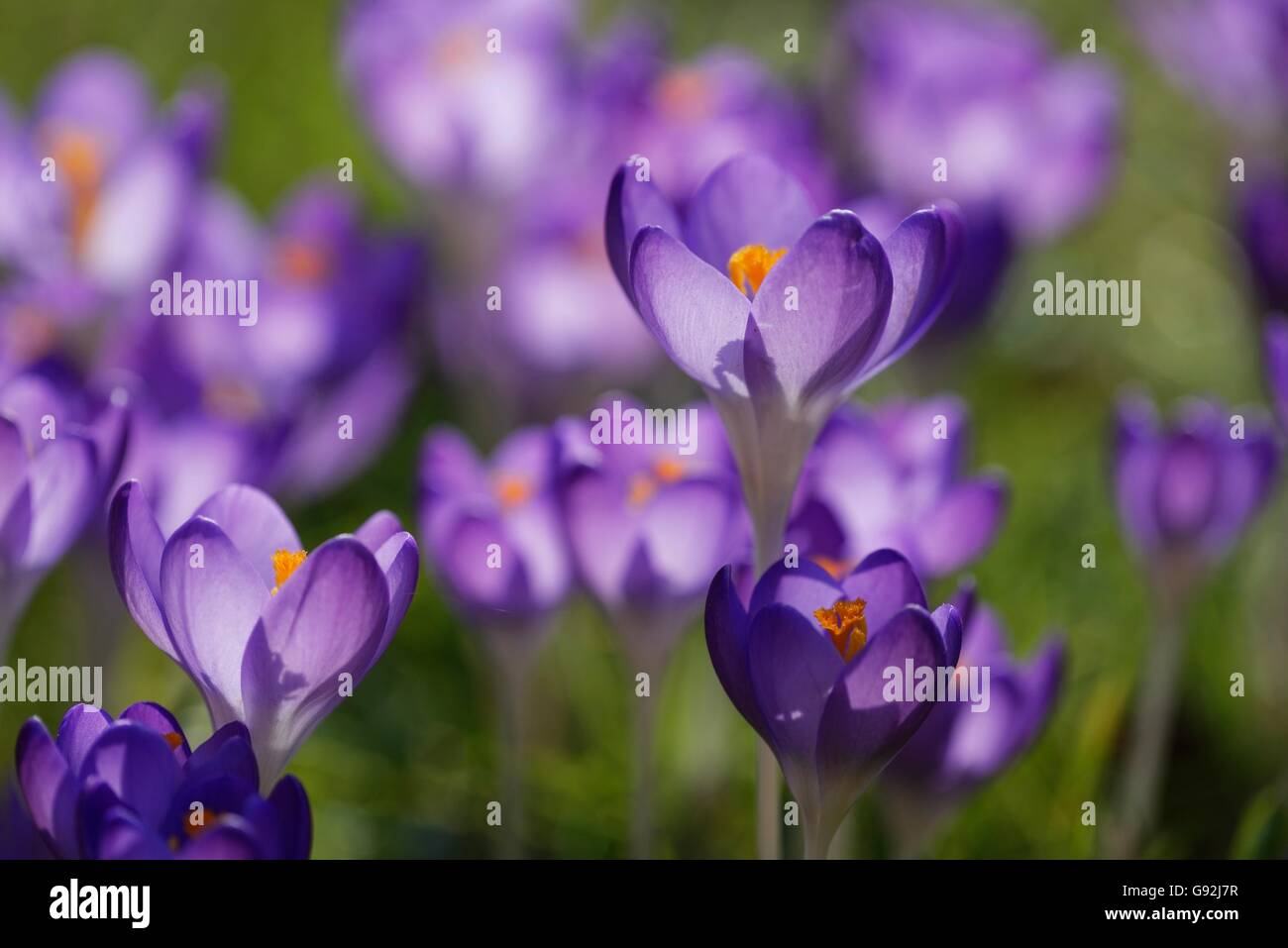 woodland crocus (Crocus tommasinianus Stock Photo - Alamy