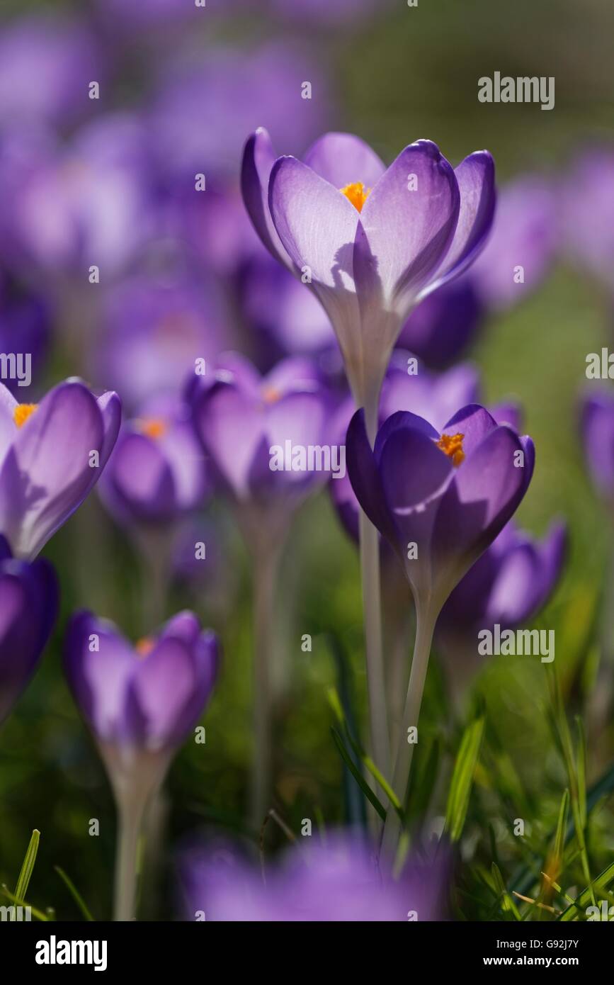 woodland crocus (Crocus tommasinianus Stock Photo - Alamy