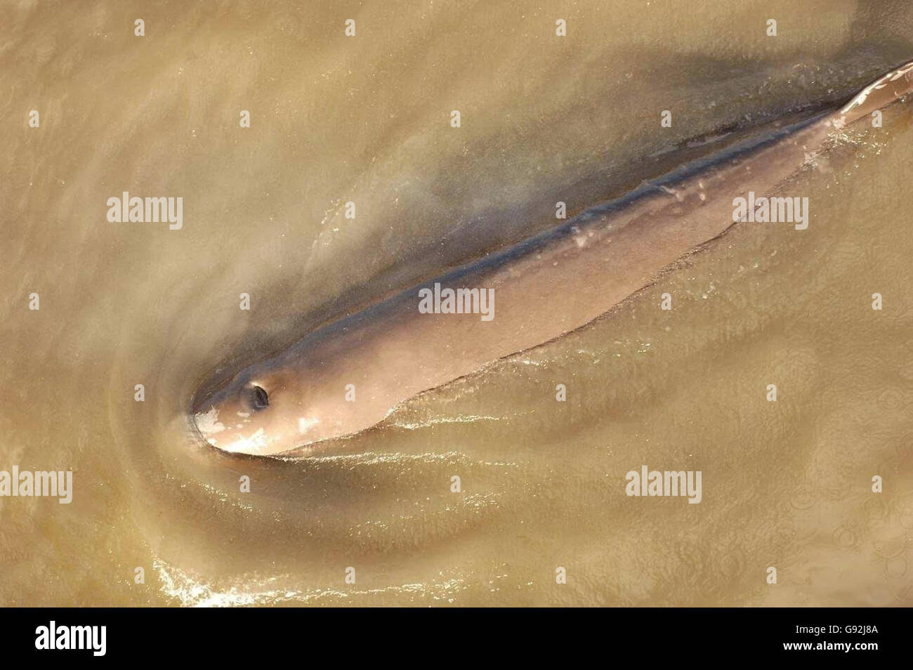 Whale swims in river hi-res stock photography and images - Alamy