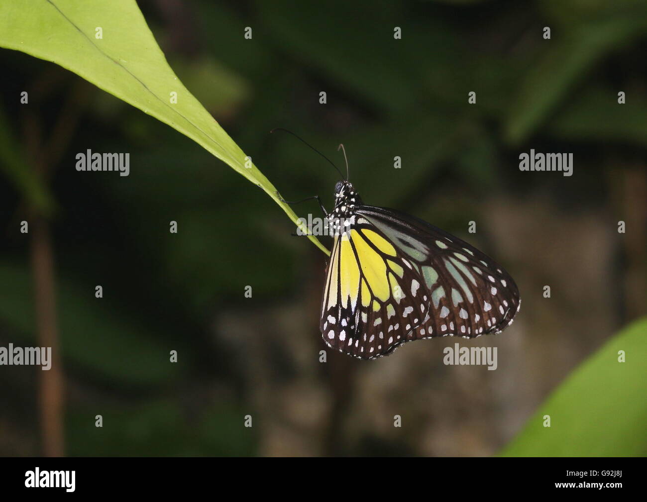 Parantica aspasia hi-res stock photography and images - Alamy
