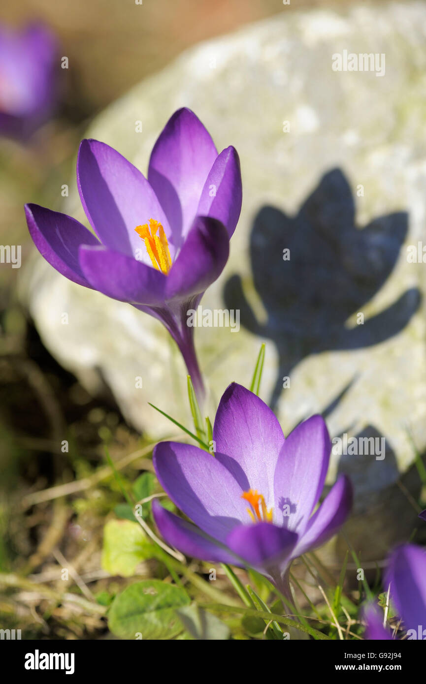 Woodland crocus hi-res stock photography and images - Alamy