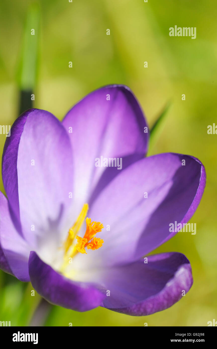 Vertical shot crocus in hi-res stock photography and images - Alamy