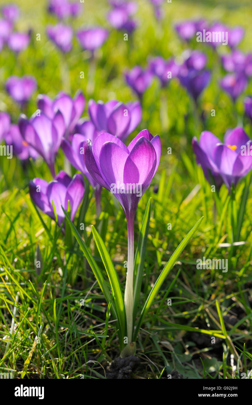 Woodland Crocus / (Crocus tommasinianus Stock Photo - Alamy