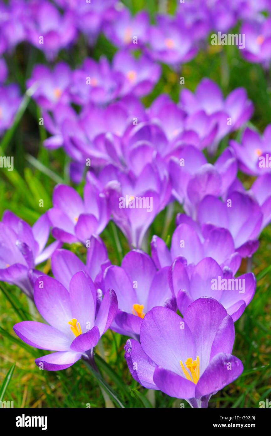 Woodland Crocus / (Crocus tommasinianus Stock Photo - Alamy