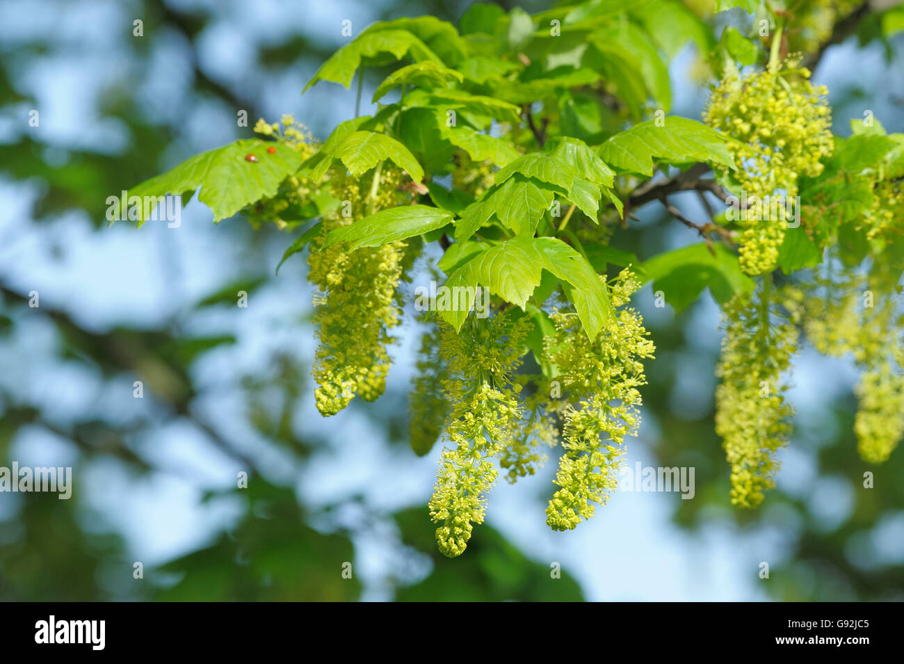 Sycamore, Germany / (Acer pseudoplatanus Stock Photo - Alamy