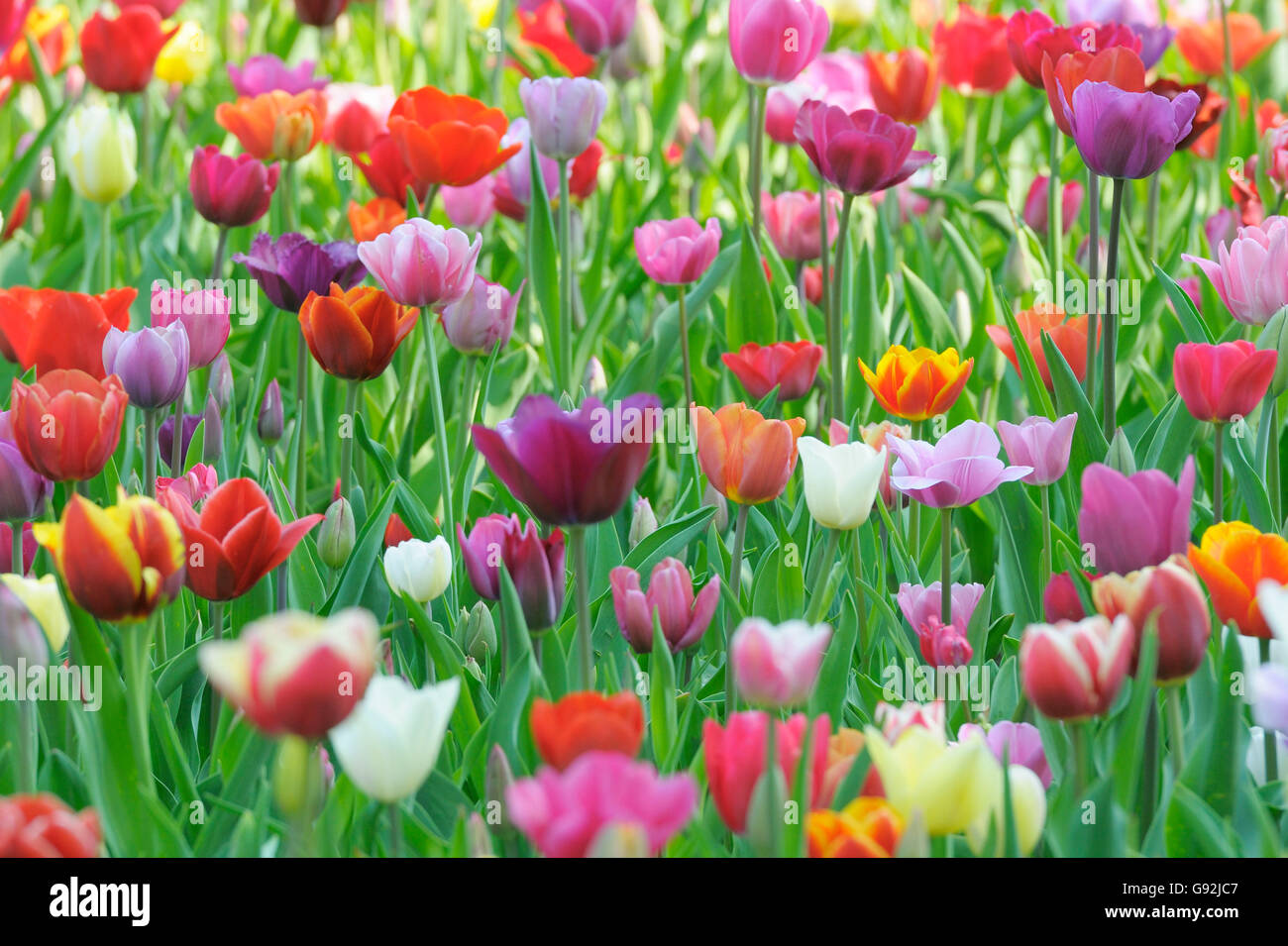 Tulips, near Lisse, Netherlands Stock Photo - Alamy