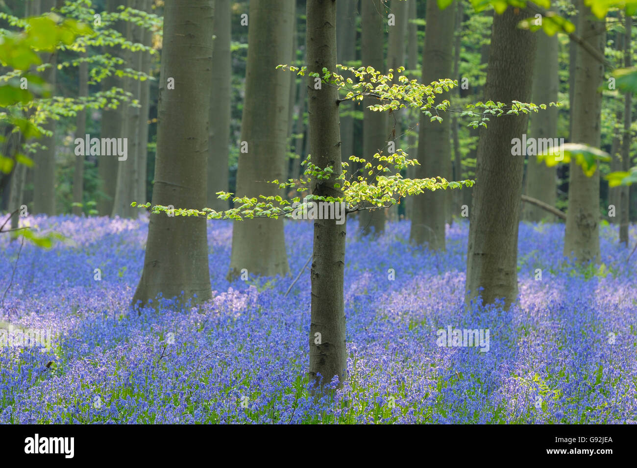 Common Blue Bell Stock Photos & Common Blue Bell Stock Images - Alamy