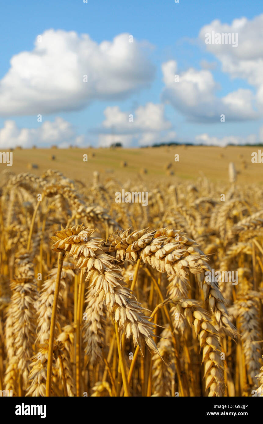 Wheat field during harvest, Mecklenburg-Western Pomerania, Germany ...