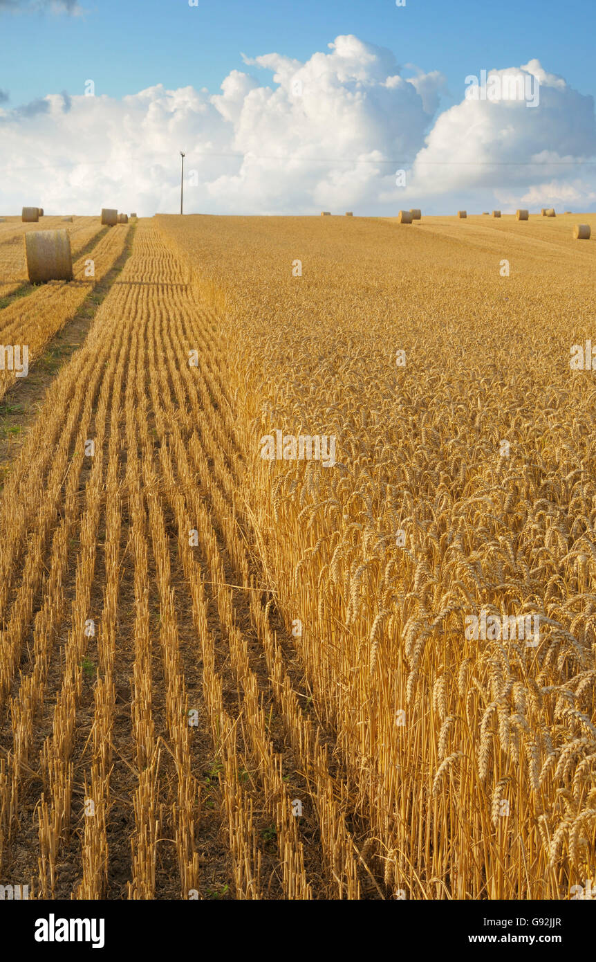 Wheat field during harvest, Mecklenburg-Western Pomerania, Germany ...