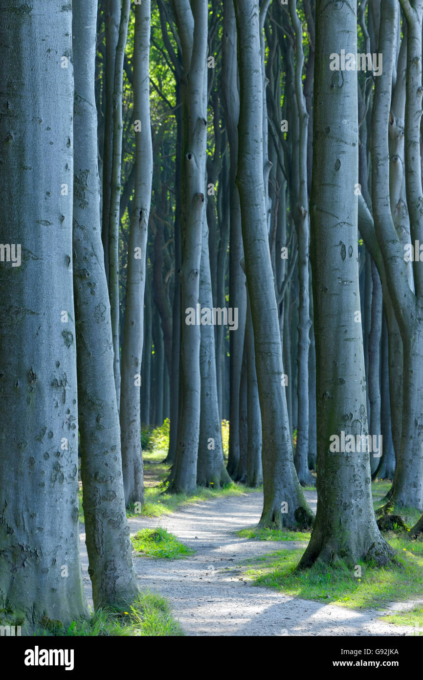 Common Beeches, Beech forest, Nienhagen, Mecklenburg-Western Pomerania ...