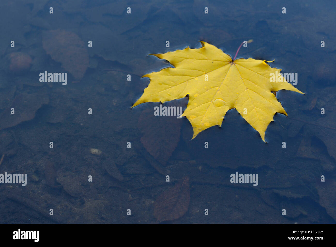 Maple leaf on water Stock Photo - Alamy