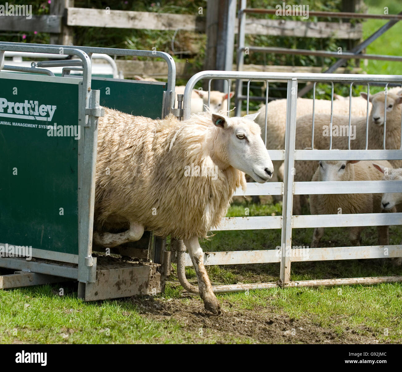 Sheep handling system hi-res stock photography and images - Alamy