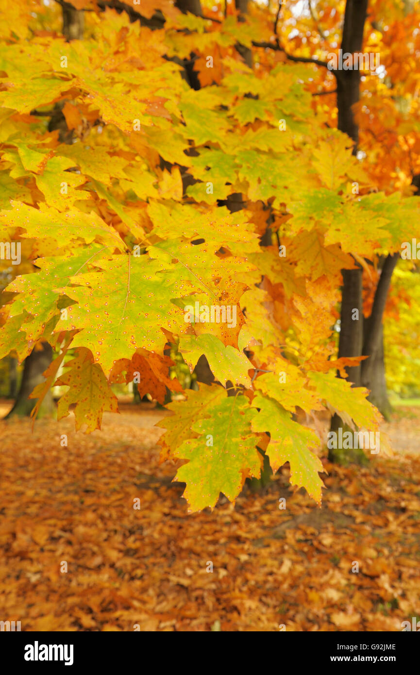 Northern red oak hi-res stock photography and images - Alamy