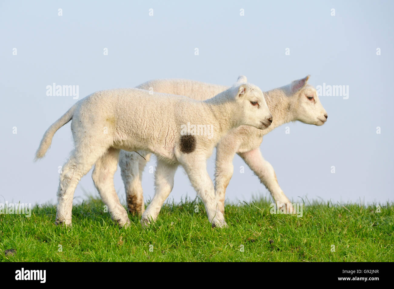 Domestic Sheep, lambs / side Stock Photo - Alamy