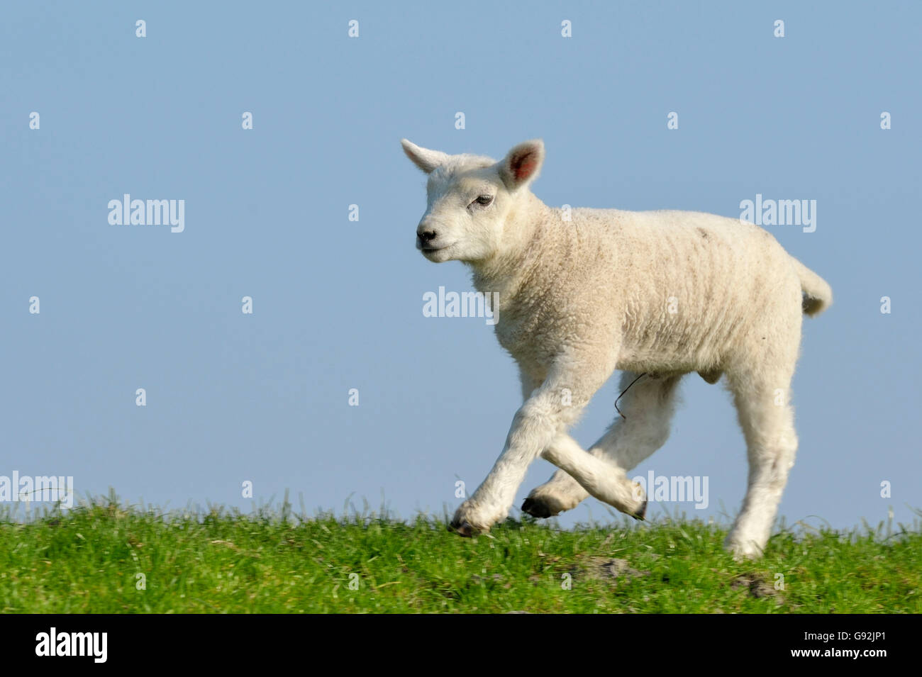 Domestic Sheep, lamb Stock Photo - Alamy