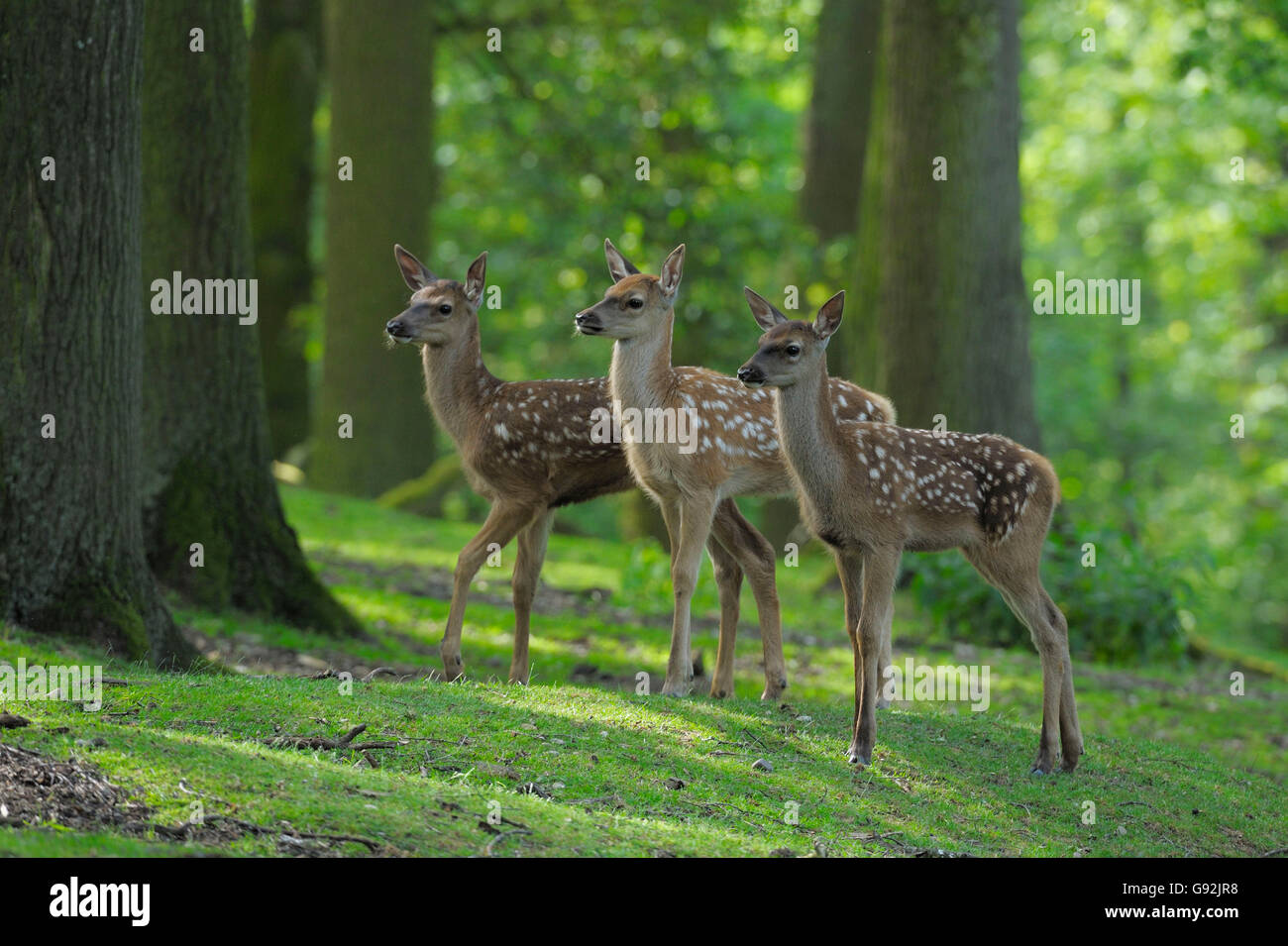 Three red deer standing hi-res stock photography and images - Alamy