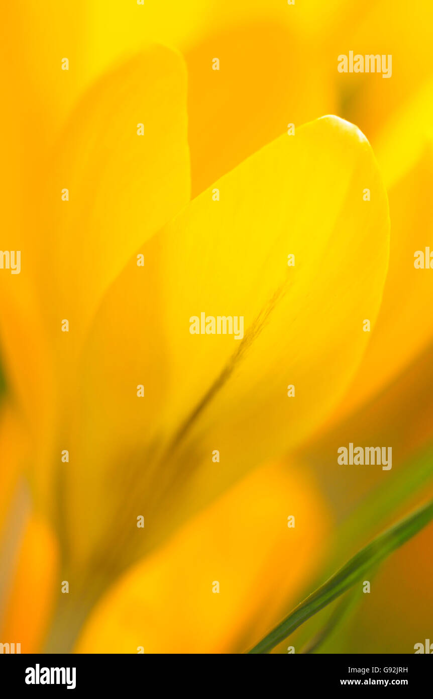 Yellow Crocus / (Crocus flavus, Crocus aureus Stock Photo - Alamy