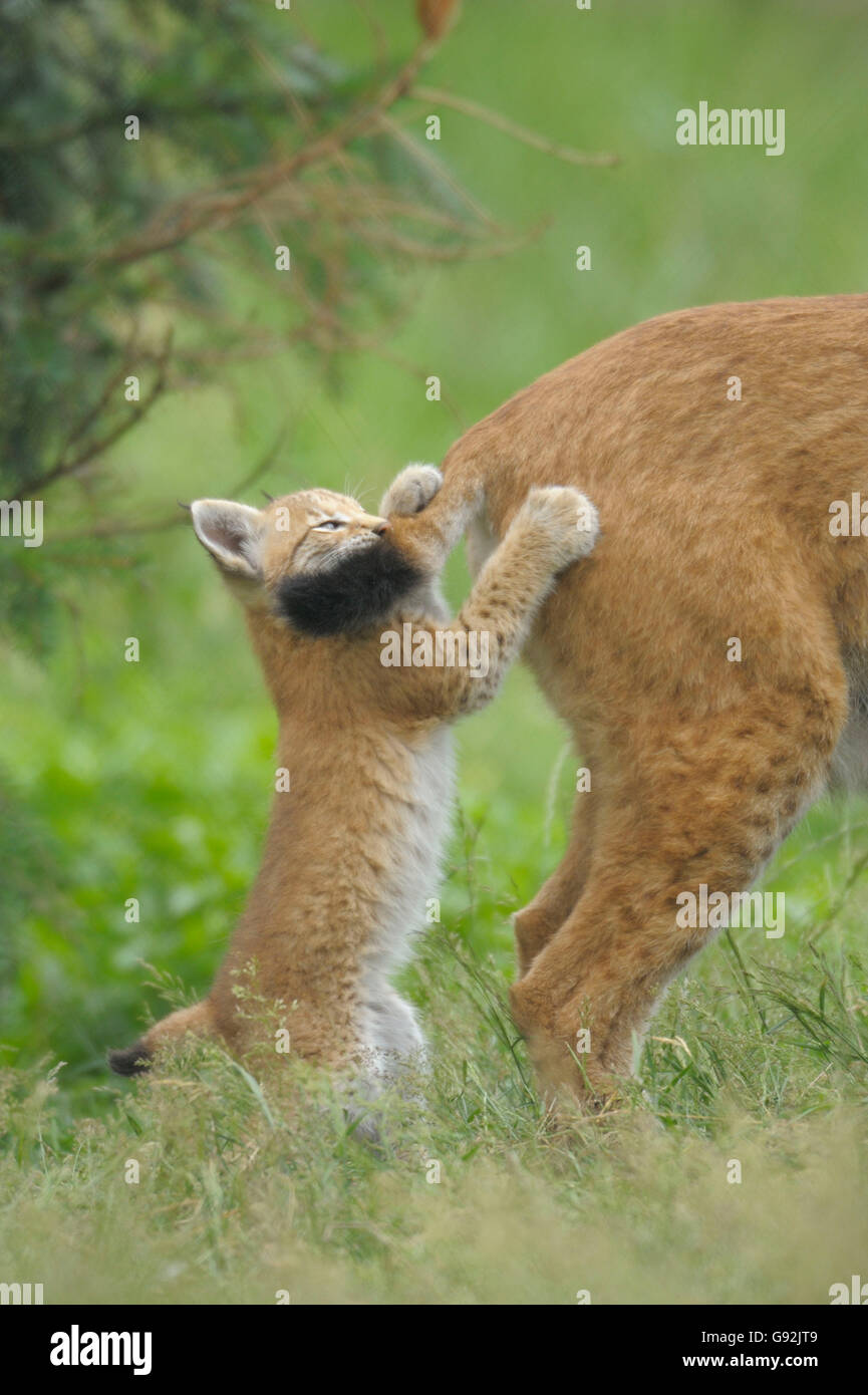 European Lynx, cub biting in mothers tail / (Lynx lynx, Felis lynx ...