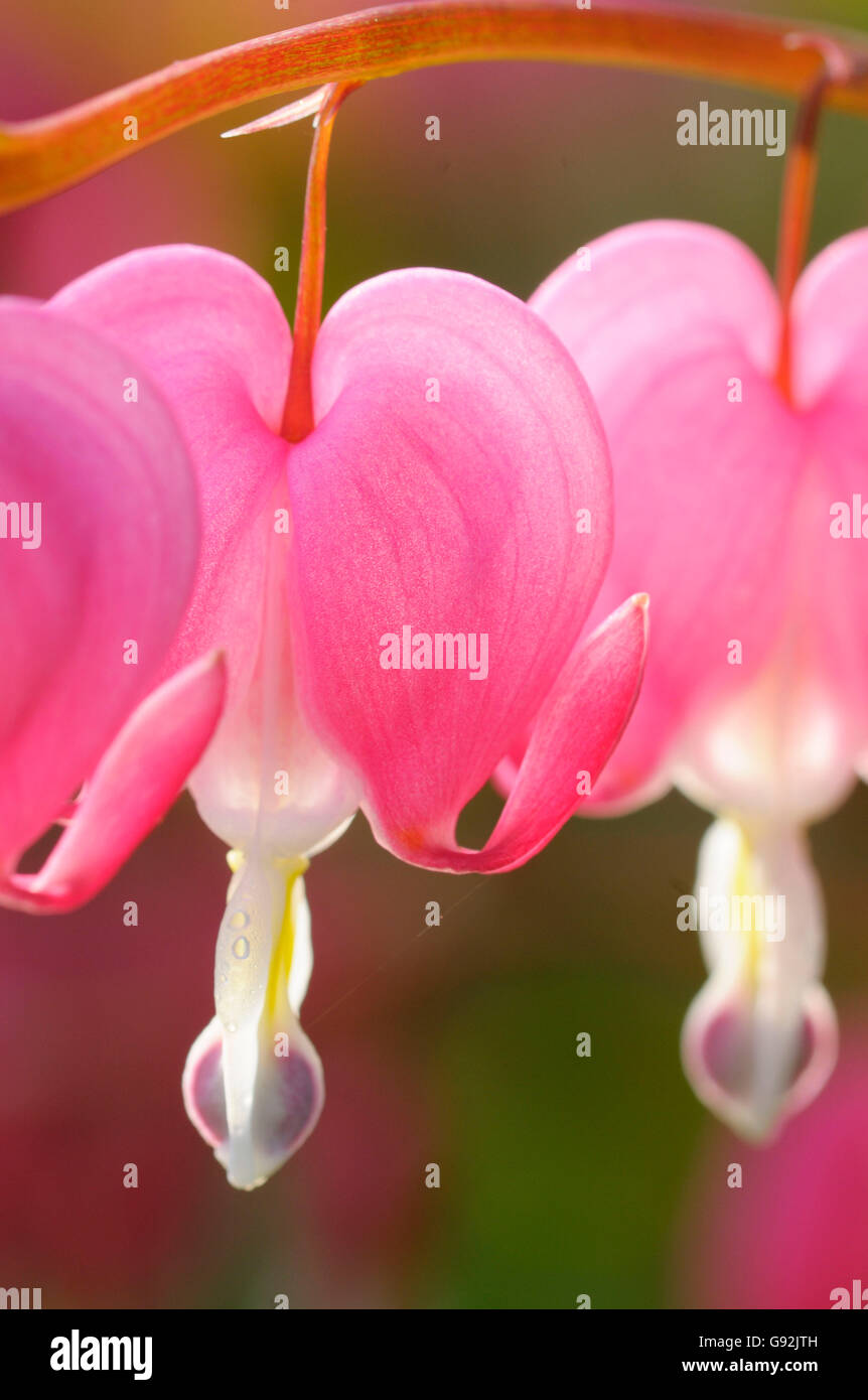 Bleeding Heart / (Dicentra spectabilis Stock Photo - Alamy