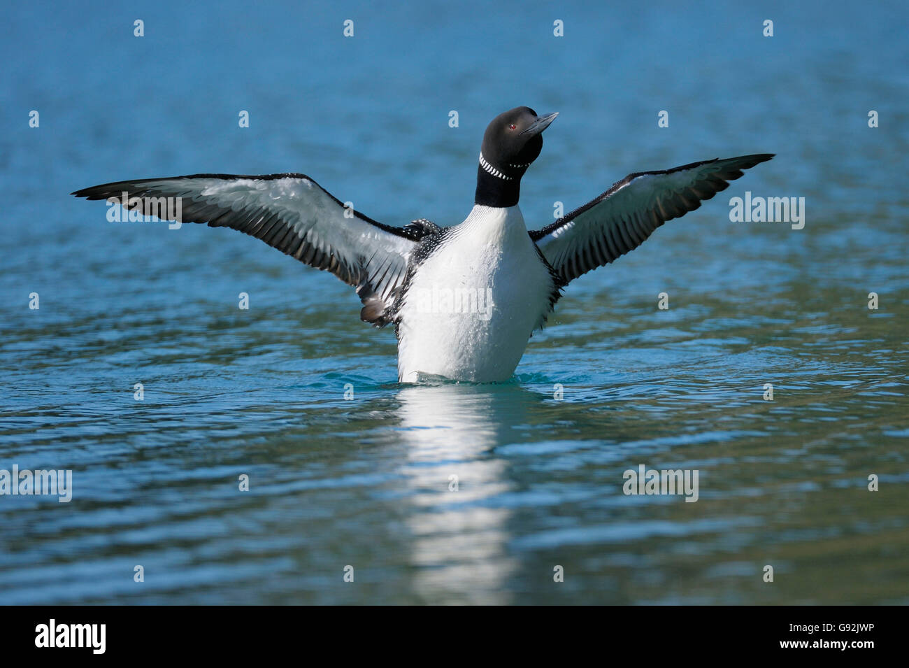 Common loon wings hi-res stock photography and images - Alamy